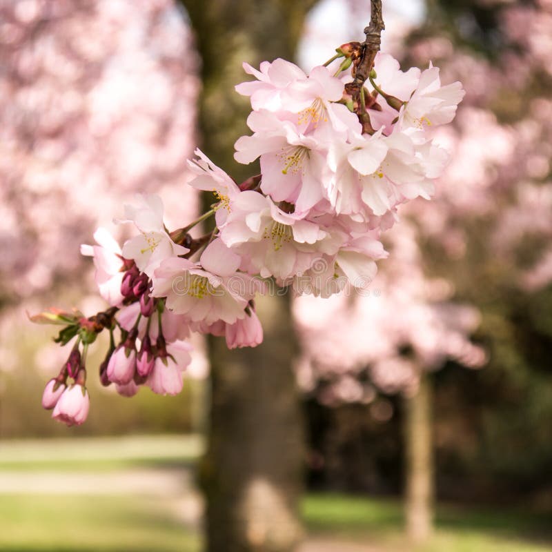 Japanese cherry stock image. Image of season, blossom - 32026465