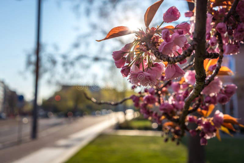 Japanese Cherry Tree Blossoms Sakura Stock Photo - Image of white ...