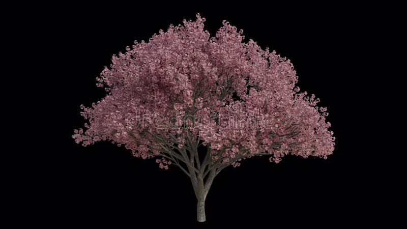 Japanese Cherry Tree Blowing in the Wind. Wind Blows the Tree. Alpha ...