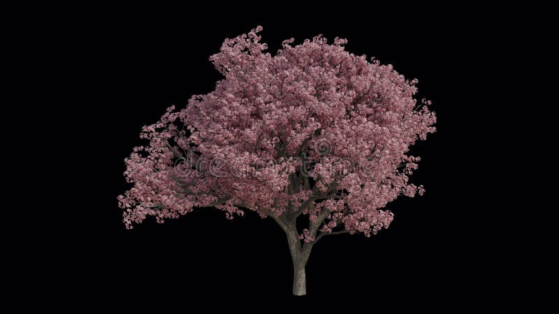 Japanese Cherry Tree Blowing in the Wind. Wind Blows the Tree. Alpha ...