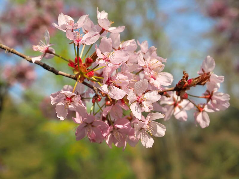 Blooming Japanese Cherry Tree Full of White and Pink Blossoms Stock ...