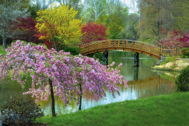 Japanese Cherry Tree in Spring Stock Image - Image of blossoms ...