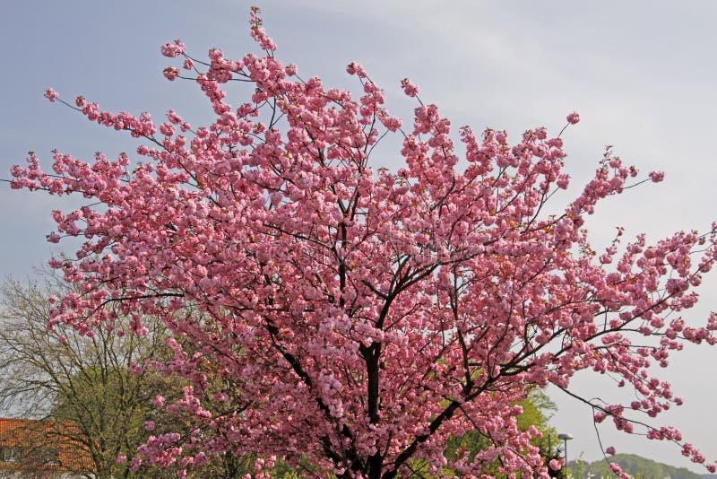 Japanese Cherry Tree in Spring, Germany Stock Image - Image of forest ...