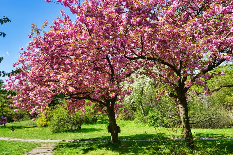 Japanese Cherry Trees in Blossom, Grass Stock Image - Image of pink, path: 247541109