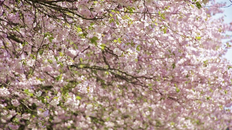Japanese Cherry Trees - Blossom Leafs Flying in Wind Stock Video ...
