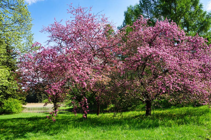 Japanese Cherry Trees in Blossom, Orchard Stock Image - Image of topics ...