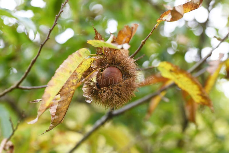Japanese chestnut fruit. stock photo. Image of closeup - 203627250