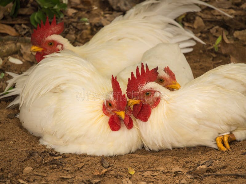 Chicken lying down on soil stock photo. Image of alive - 77460766