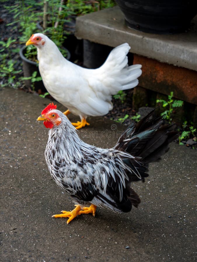 Japanese Chickens Mixed with Native Standing Stock Photo - Image of ...