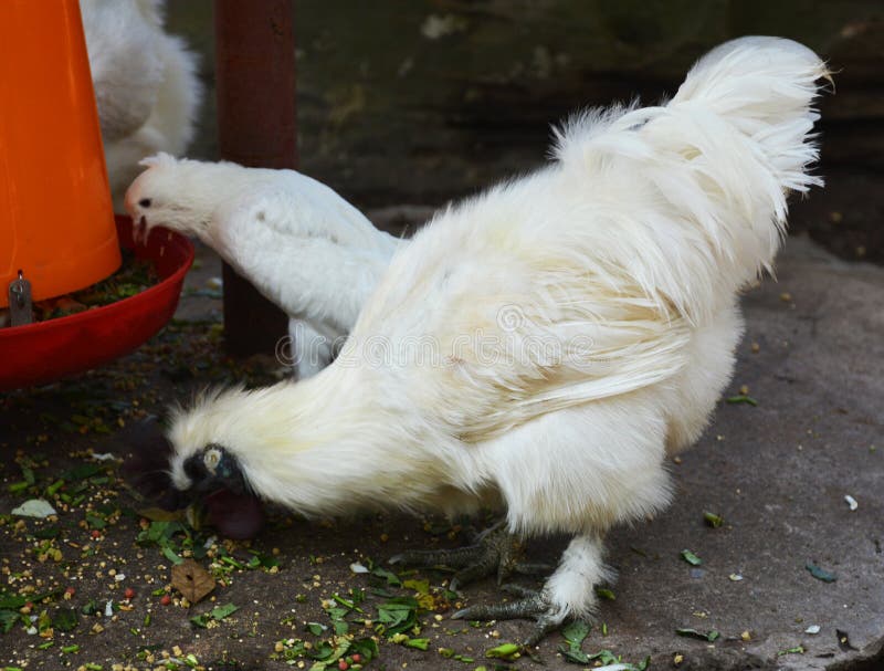 Japanese chicken white stock photo. Image of birds, bird - 48242574