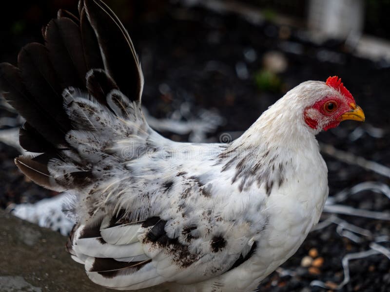 Japanese Chickens Mixed with Native Standing Stock Photo - Image of ...