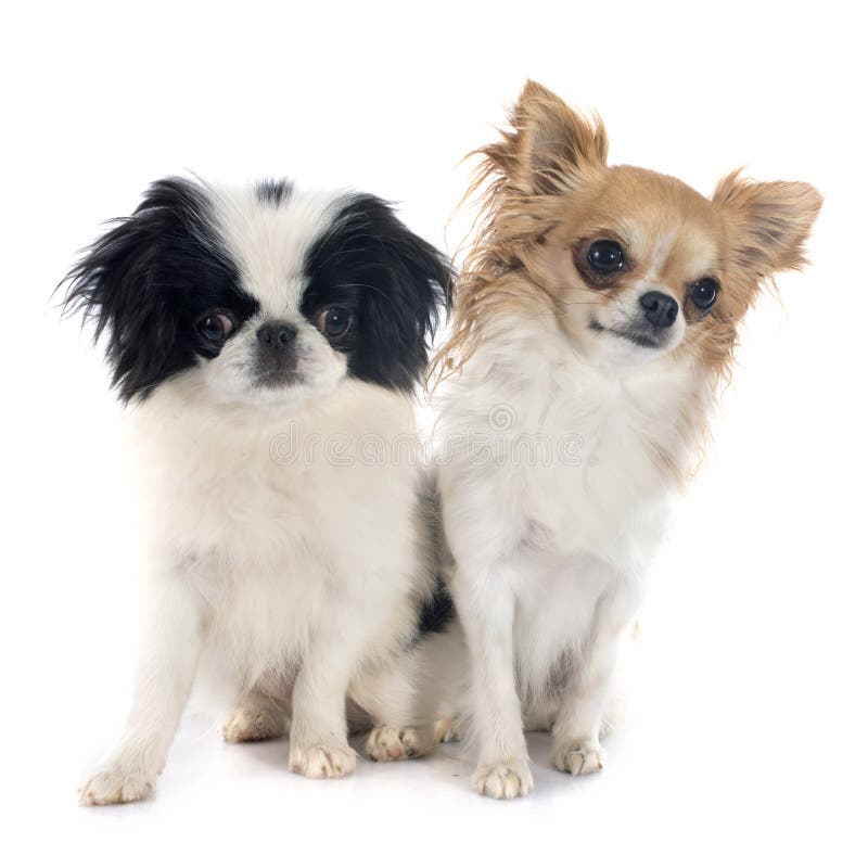 Japanese Chin And Chihuahua Stock Photo - Image of puppy, studio: 45545922
