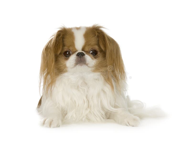 Miniature Japanese Chin