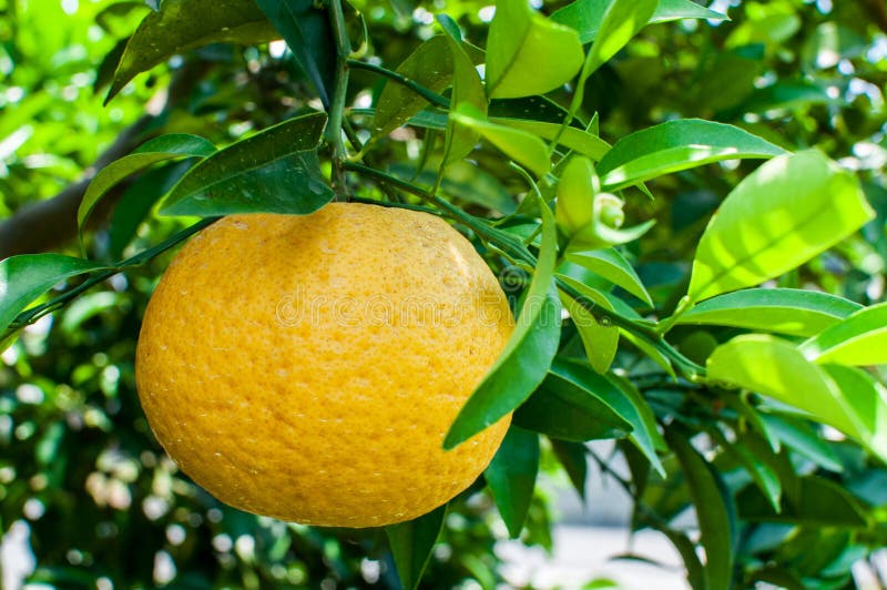 Japanese Citrus Fruit on Tree Stock Photo - Image of crops, edible ...