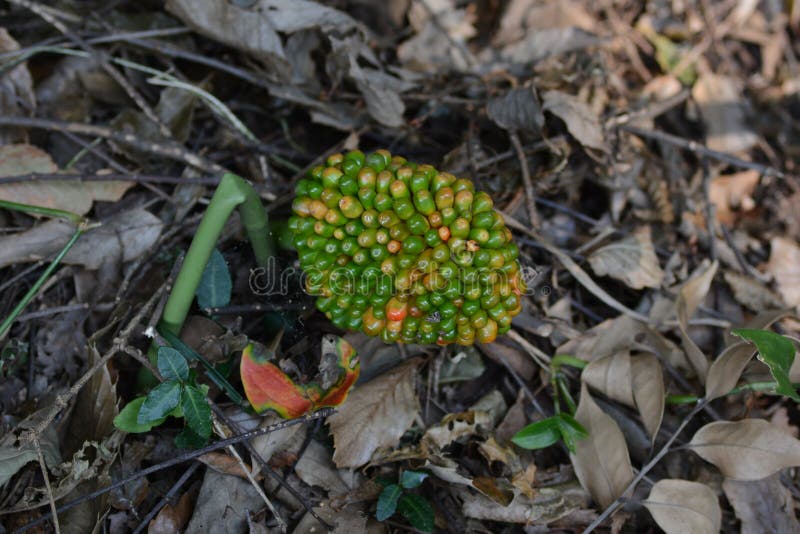 Japanese cobra lily stock photo. Image of macro, perennial - 143955252
