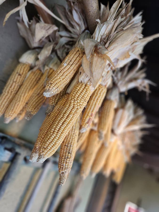 Corn Tomorokoshi Stock Photos - Free & Royalty-Free Stock Photos from ...
