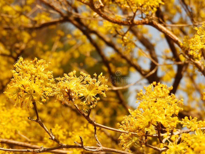 Flowering Cherry Trees Make a Showy Display Stock Image - Image of ...