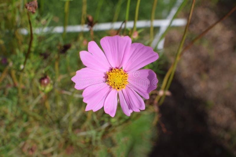 Japanese cosmos stock photo. Image of fresh, nature - 100232270