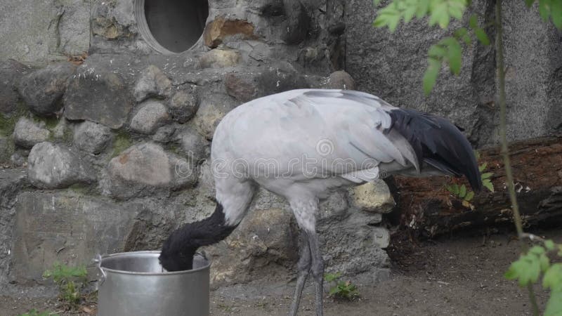 Japanese Crane Eats Food from a Feeding Trough Stock Footage - Video of ...
