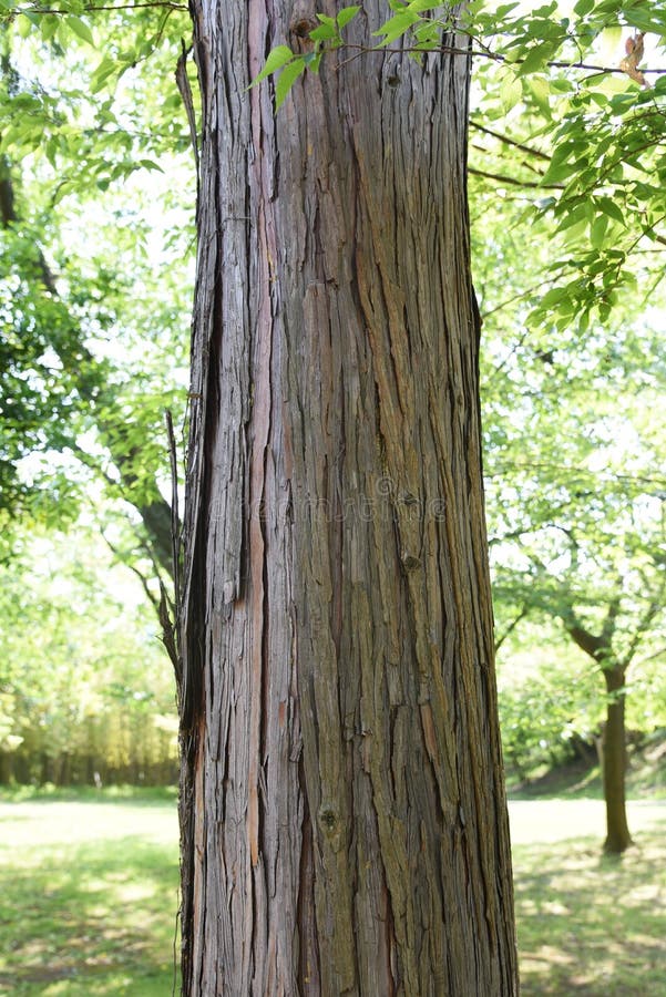Japanese Cypress Hinoki Cypress Stock Image - Image of forest, conifer ...