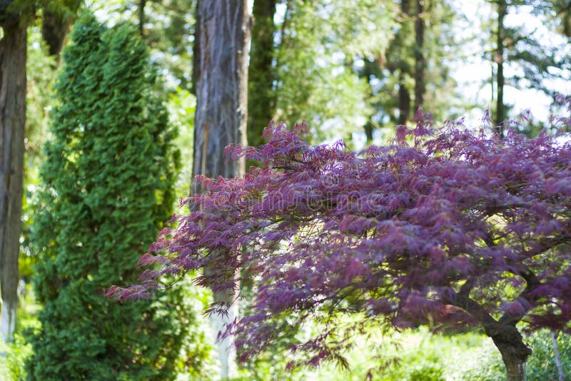 Decorative maple trees stock photo. Image of maple, palmatum - 76774266