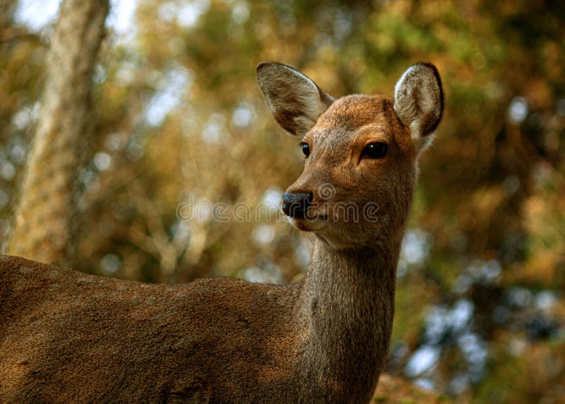 Japanese Deer, Called Shika Stock Image - Image of nara, means: 242035635