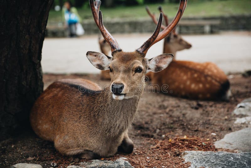 Japanese Deer in Garden at Nara Stock Image - Image of feed, mammal ...