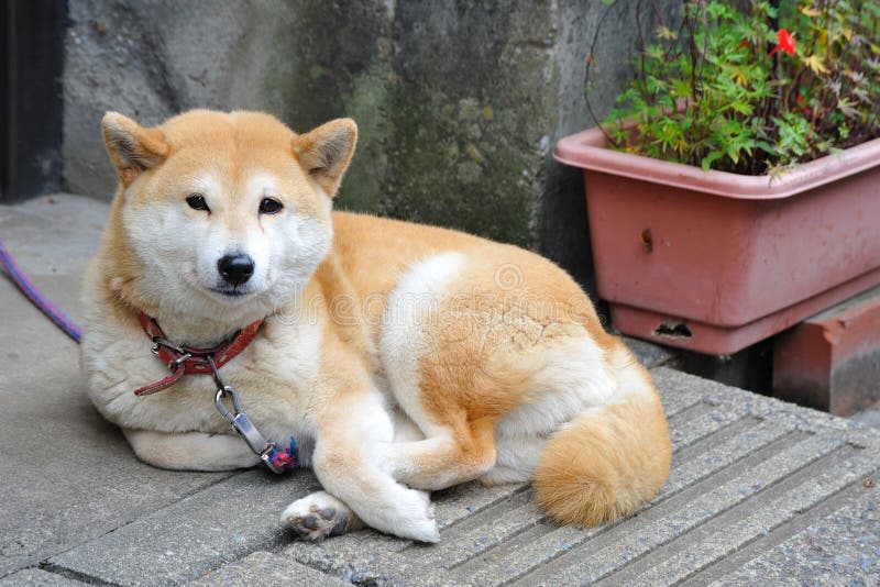 Japanese dogs stock image. Image of accessories, comfort - 16781731