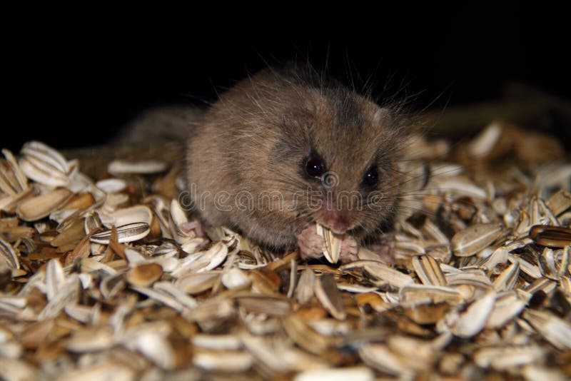 Hazel dormouse stock photo. Image of natural, little - 76858404