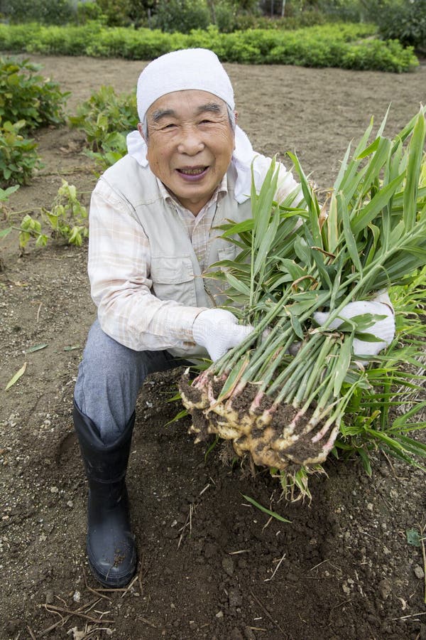 Japanese Senior Farmer Harvests Ginger Stock Photo - Image of food ...