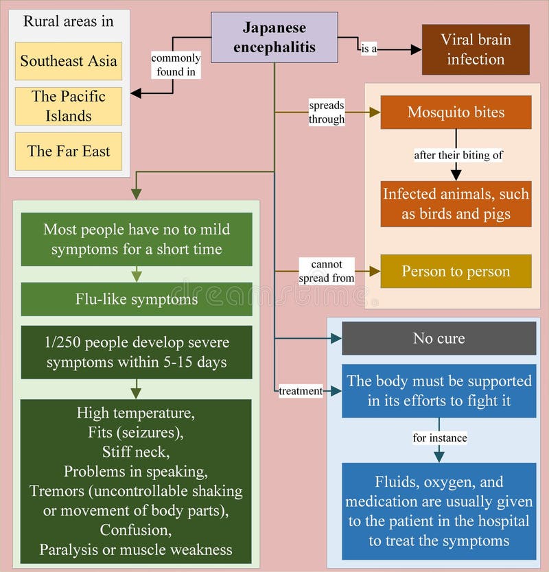 Japanese Encephalitis is a Viral Brain Infection Stock Illustration ...