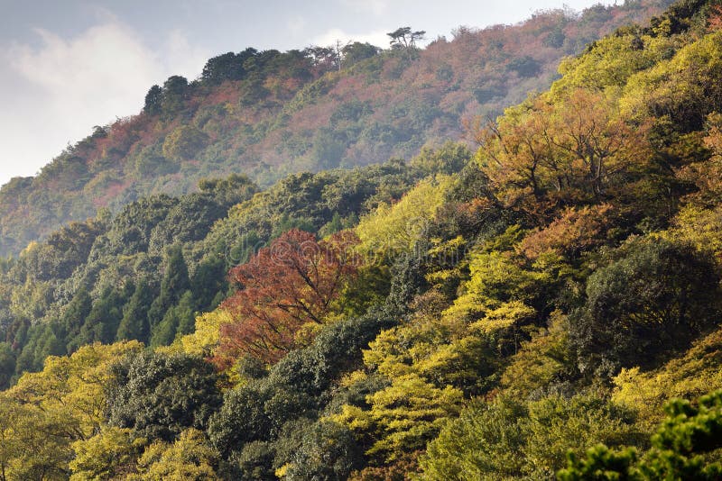 Japanese fall stock photo. Image of season, japan, foliage - 26225296