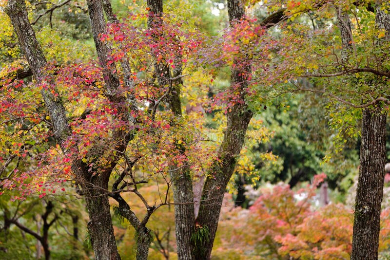 Japanese fall colors stock photo. Image of trunk, colorful - 26225286