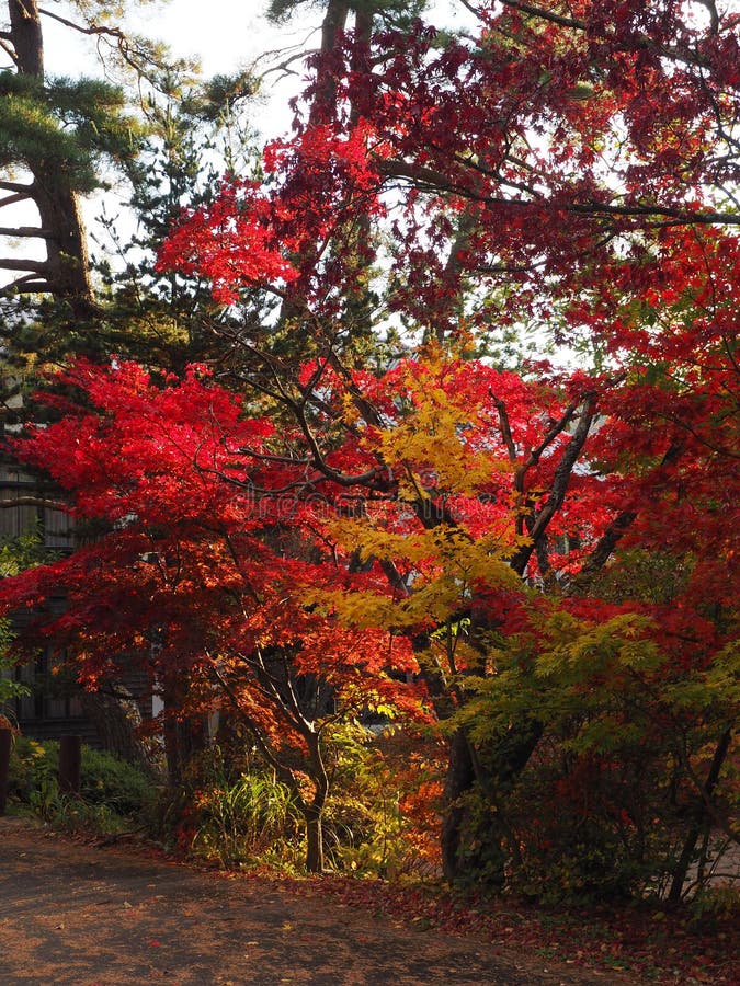 Japanese fall colors stock image. Image of colorful, autumn - 67453319