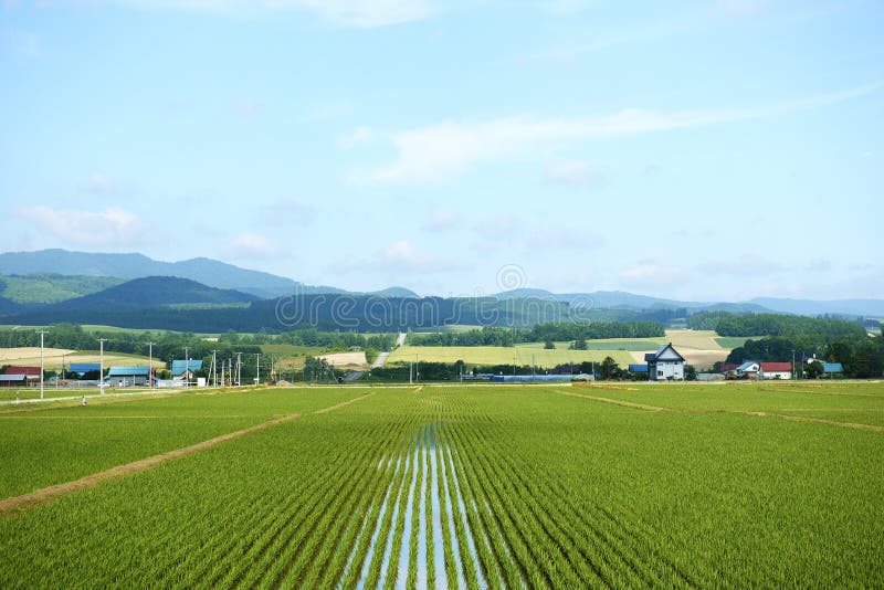 Japanese Farm stock photo. Image of green, water, hokkaido - 38317466