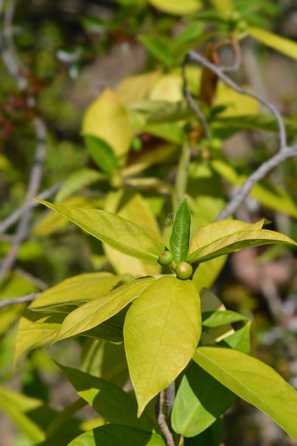 Japanese fig stock image. Image of outdoors, erecta - 171560081
