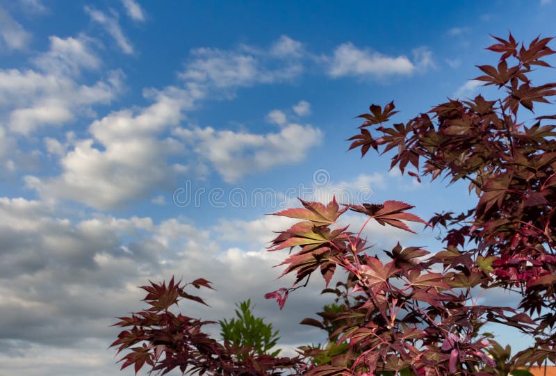Japanese Fire Bush Acer Palmatum Maple Tree Stock Image - Image of ...