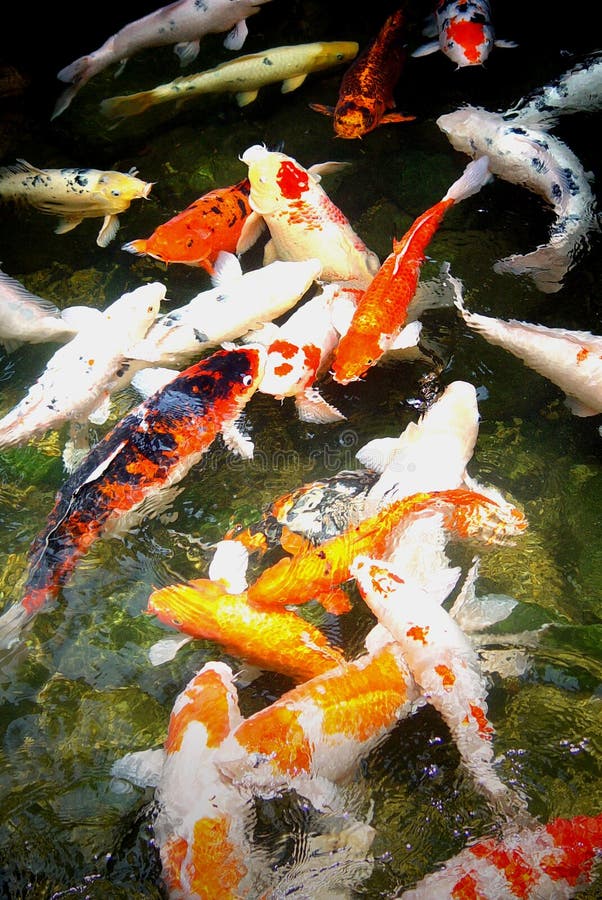 Japanese Garden stock image. Image of fishes, tropical - 238533