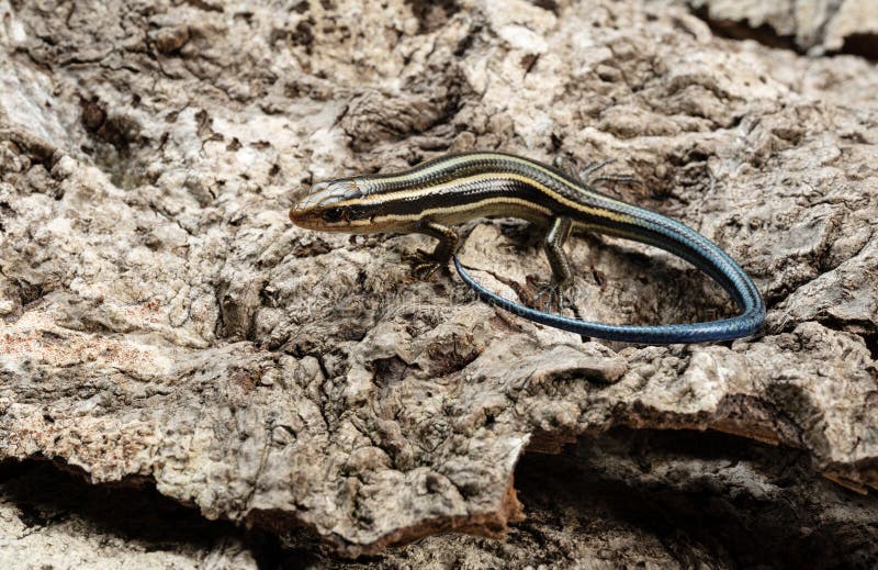 Japanese Five-lined Skink in the Bark of a Tree Stock Photo - Image of ...