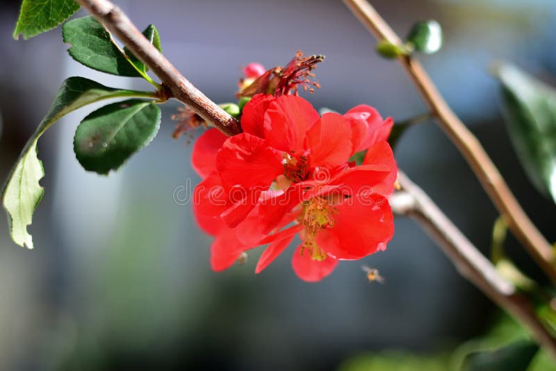 Flower boke stock photo. Image of bright, bokeh, grass - 15966260