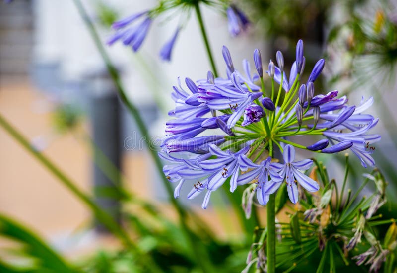Japanese flower stock image. Image of flower, purple - 97967945