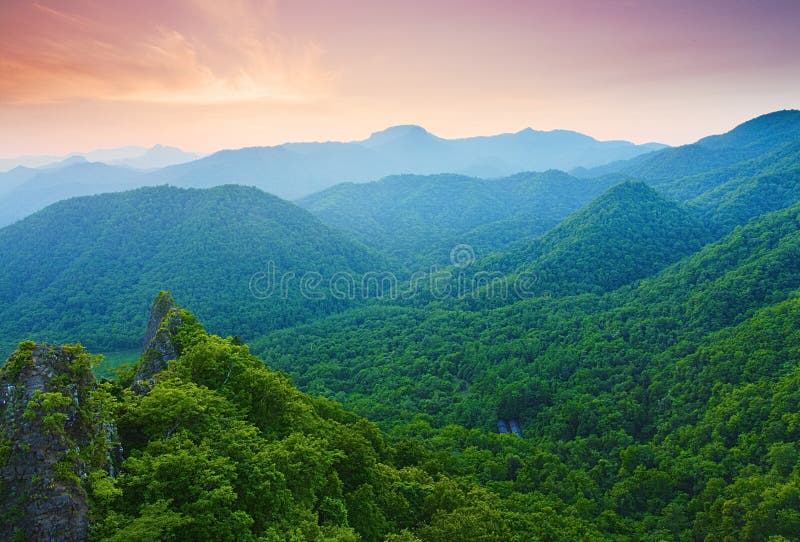 Japanese forest stock photo. Image of green, evening - 25556052
