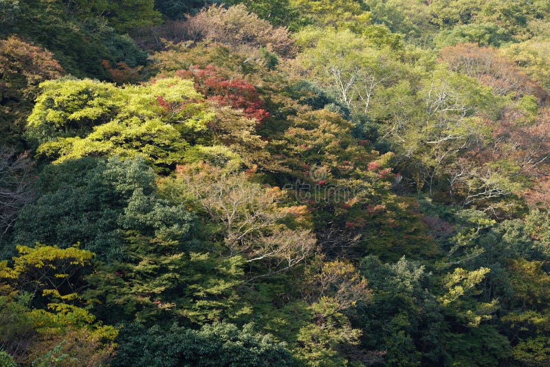 Japanese forest stock image. Image of sunlight, woods - 26676361
