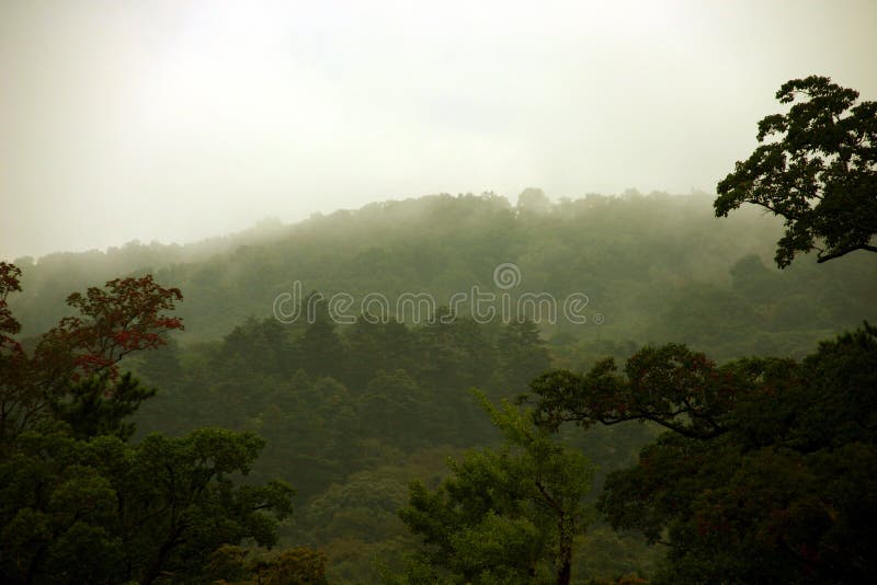 The japanese forest stock image. Image of forest, smog - 347665
