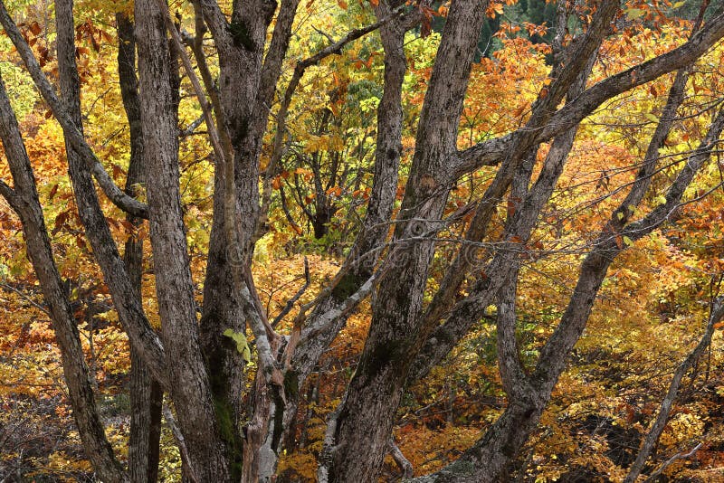 Japanese forest in autumn stock image. Image of wood - 162527031