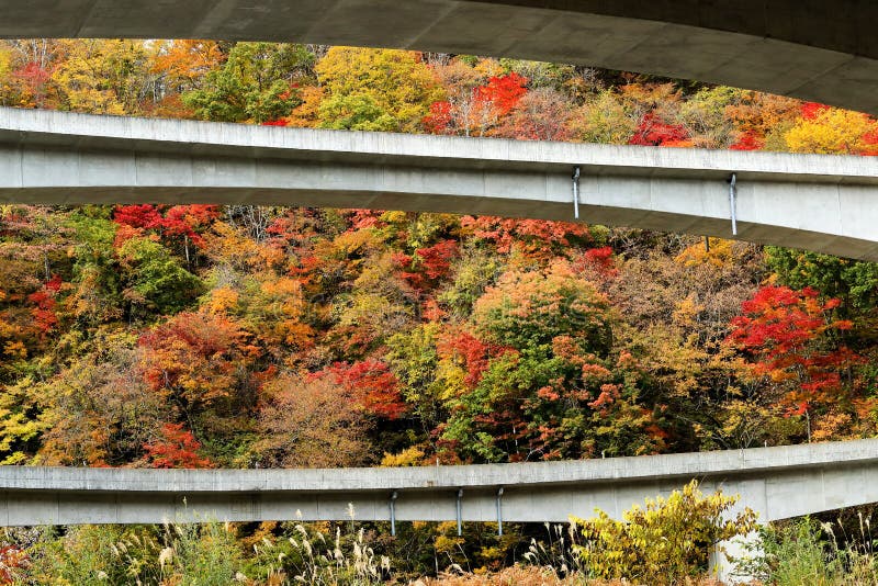 Japanese forest in autumn stock image. Image of forest - 80499673