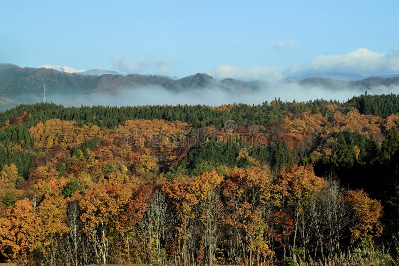 Japanese forest in autumn stock image. Image of green - 80756813