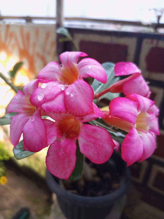 Japanese Frangipani Flower with a Blur Shot on the Back Stock Photo ...