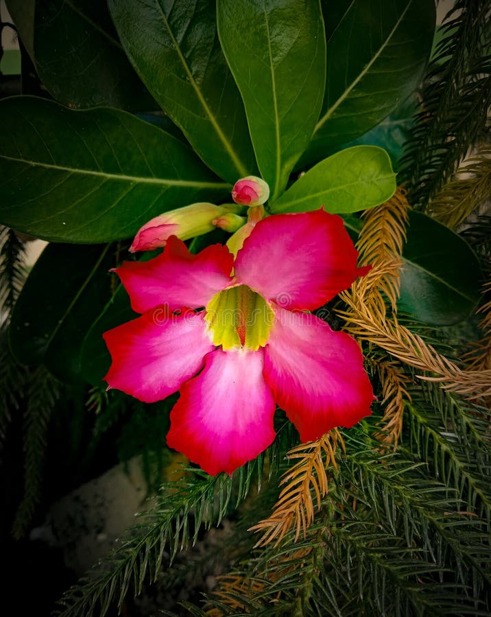 Japanese Frangipani Flower with a Blur Shot on the Back Stock Photo ...
