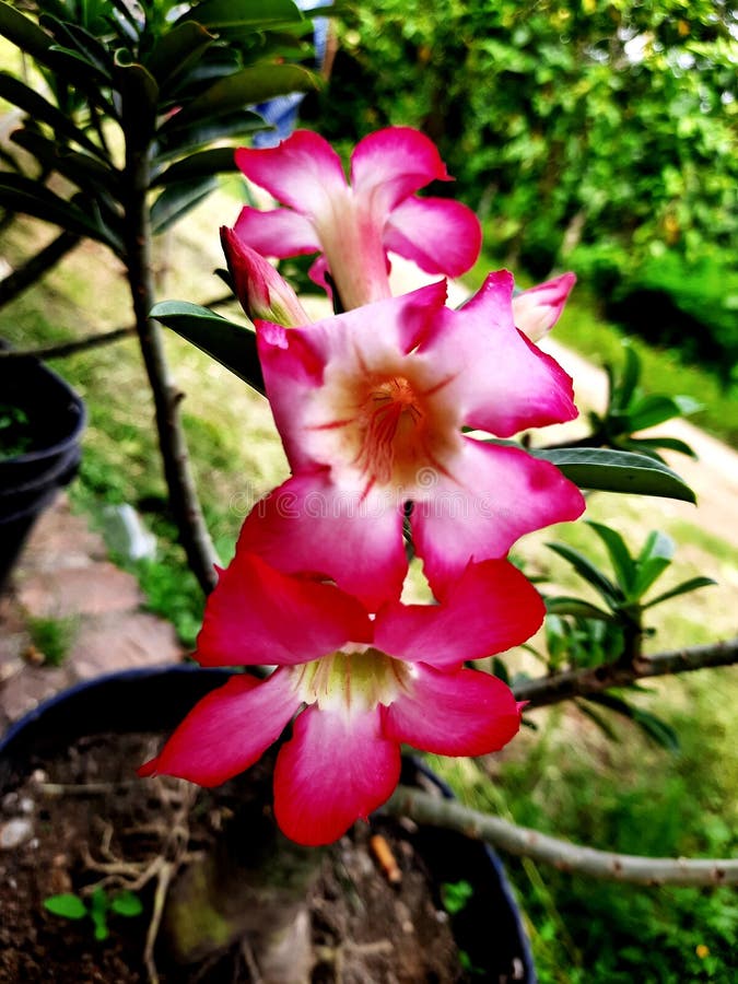 Japanese Frangipani Flower with a Blur Shot on the Back Stock Photo ...